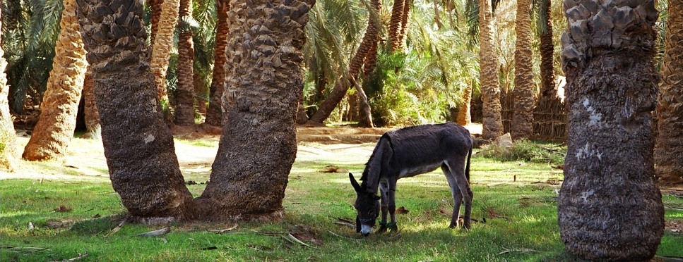 International Hot Spring Hotel